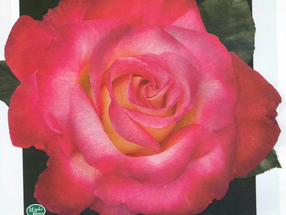 Grandiflora Rose, Dick Clark - Campbell's Nursery