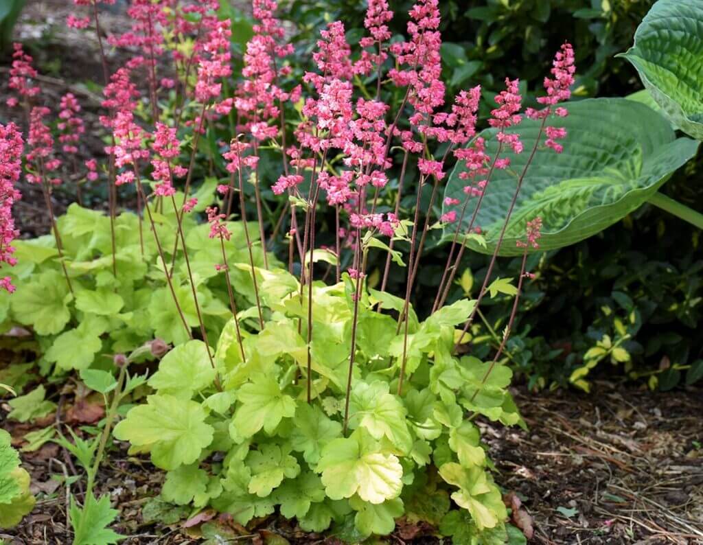 Coralbells, Timeless Glow - Campbell's Nursery
