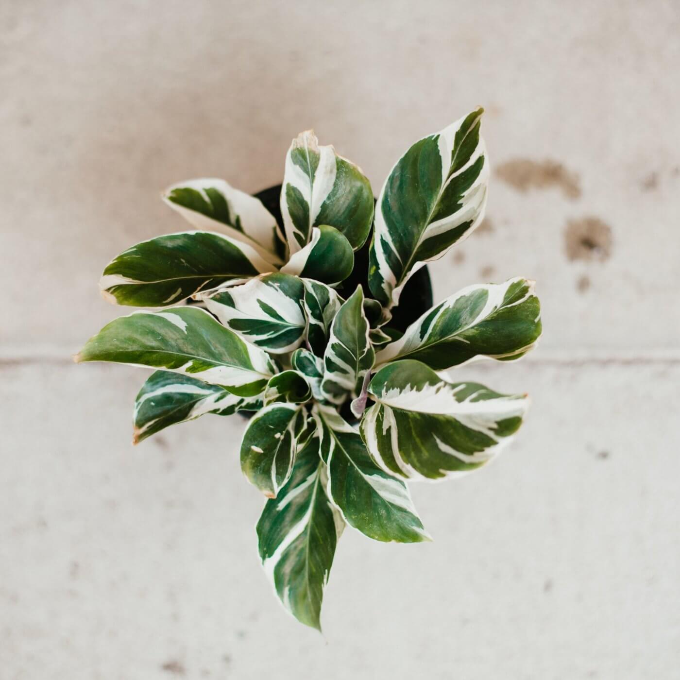 Calathea, Fusion White - Campbell's Nursery