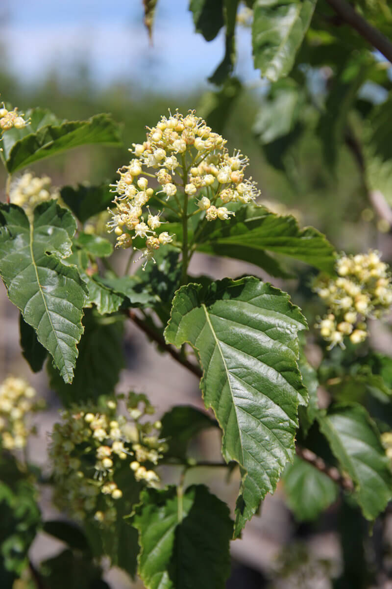 Maple, Ginnala Ruby Slippers - Campbell's Nursery
