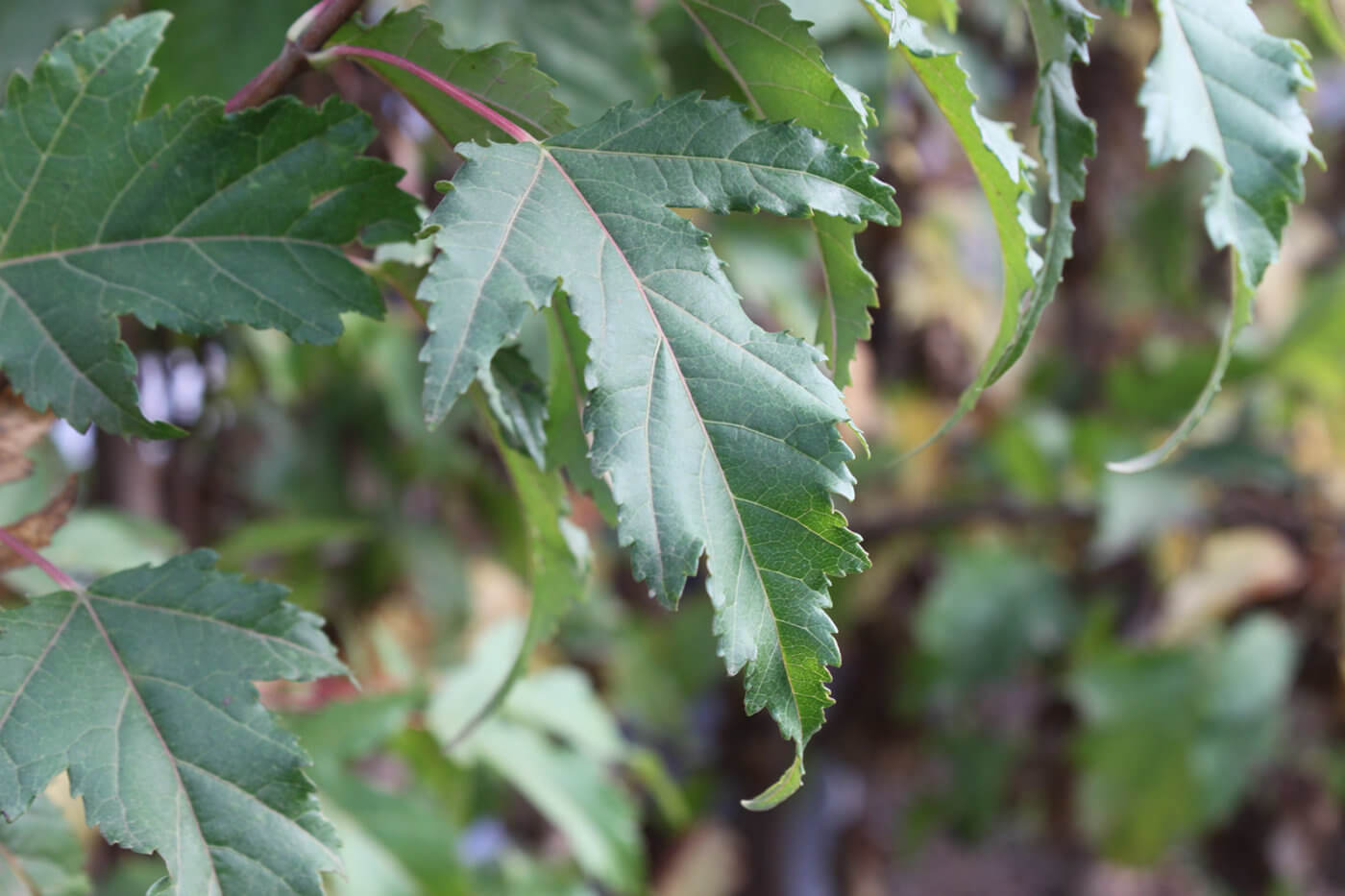 Maple, Ginnala Ruby Slippers - Campbell's Nursery