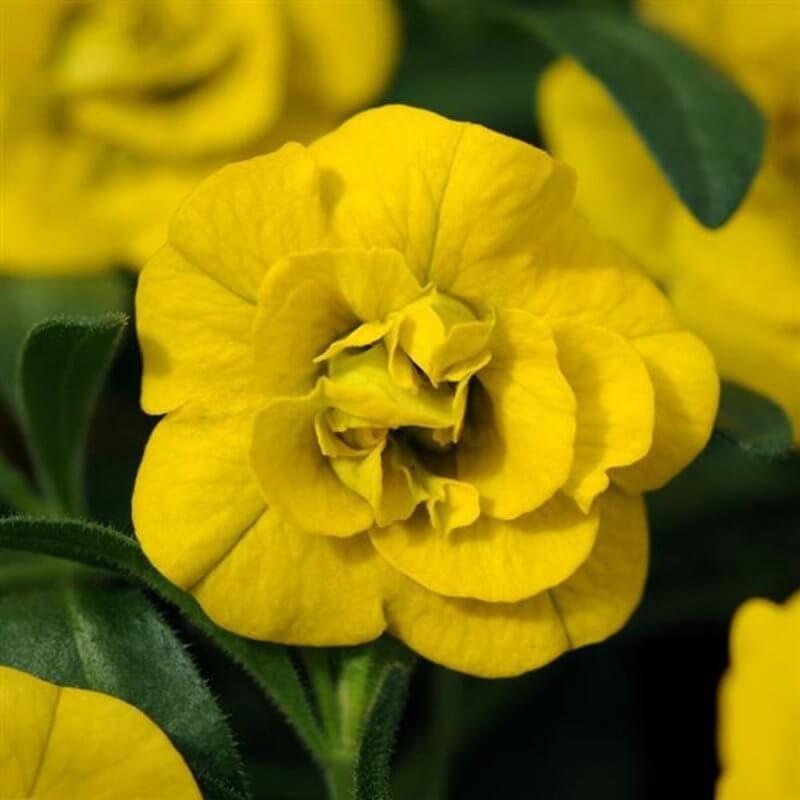 Calibrachoa, Minifamous Neo Double Yellow - Campbell's Nursery