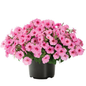 Petunia, Durabloom Royal Pink - Campbell's Nursery