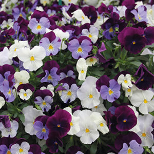 Pansy, Cool Wave Berries & Cream Mix - Campbell's Nursery