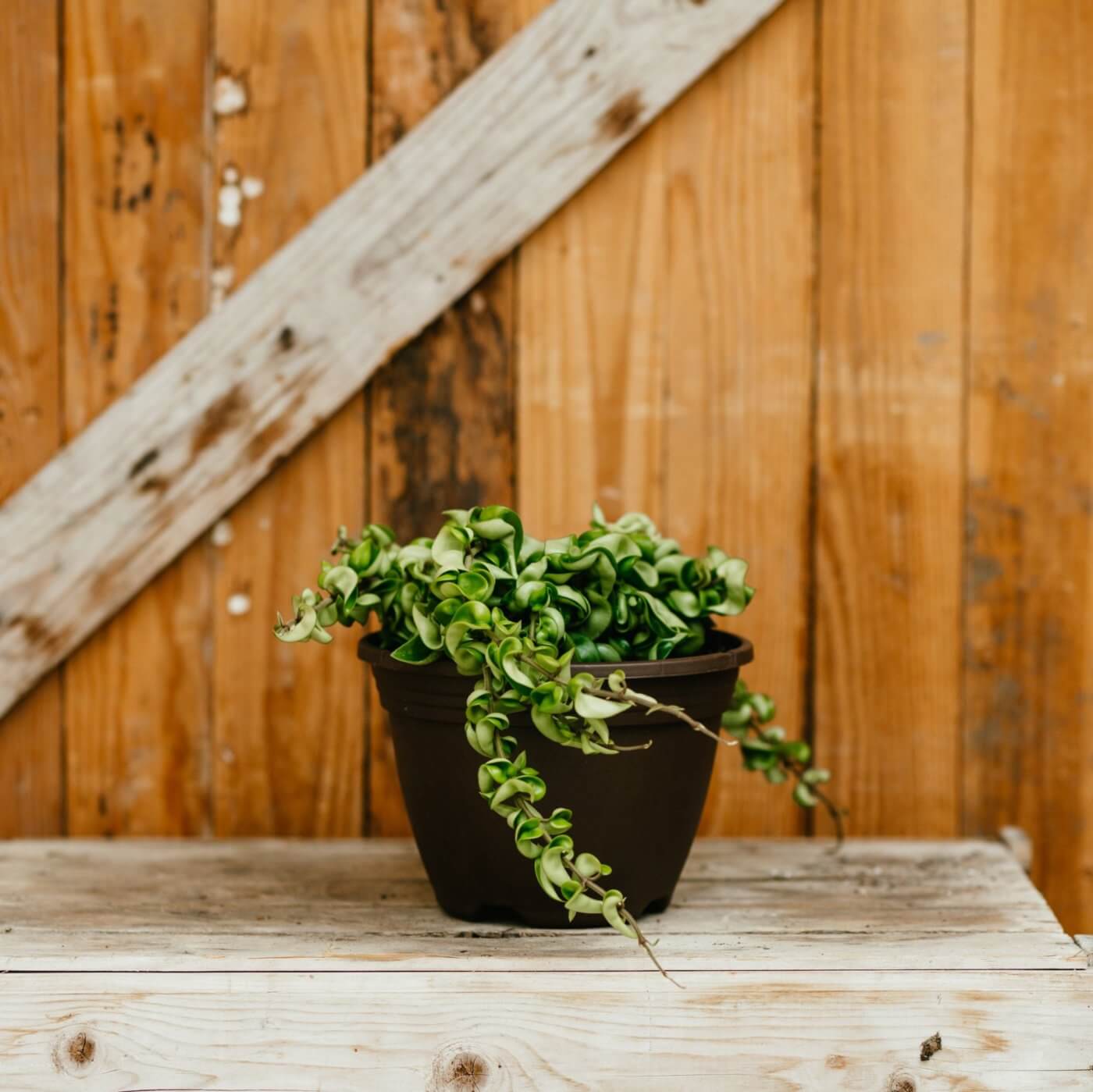 Hoya, Hindu Rope - Campbell's Nursery