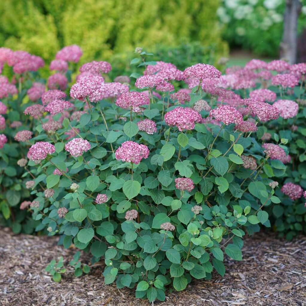 Hydrangea, Smooth Invincibelle Spirit II - Campbell's Nursery