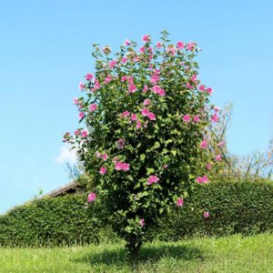 Althea. Red Pillar - Campbell's Nursery