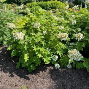 Hydrangea, Oakleaf Toy Soldier - Campbell's Nursery