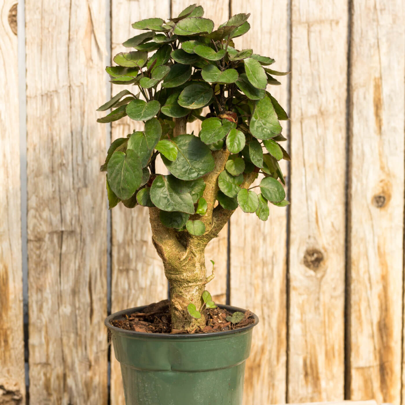 Aralia, Fabian Stump - Campbell's Nursery