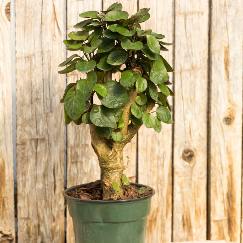 Aralia, Fabian Stump - Campbell's Nursery