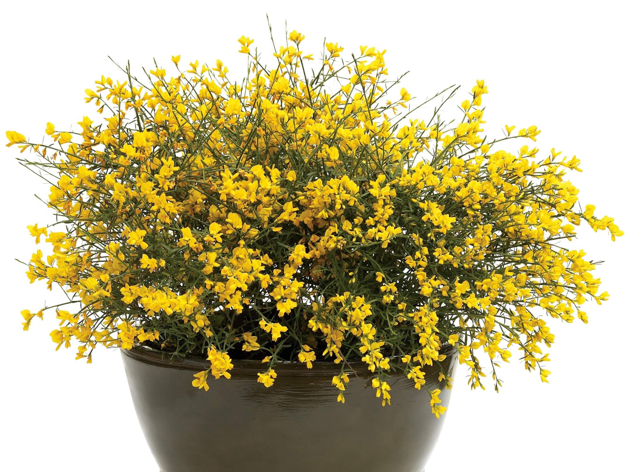 Woadwaxen, Bangle - Campbell's Nursery