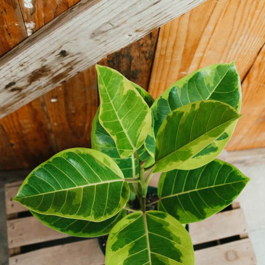 Ficus, Golden Gem - Campbell's Nursery