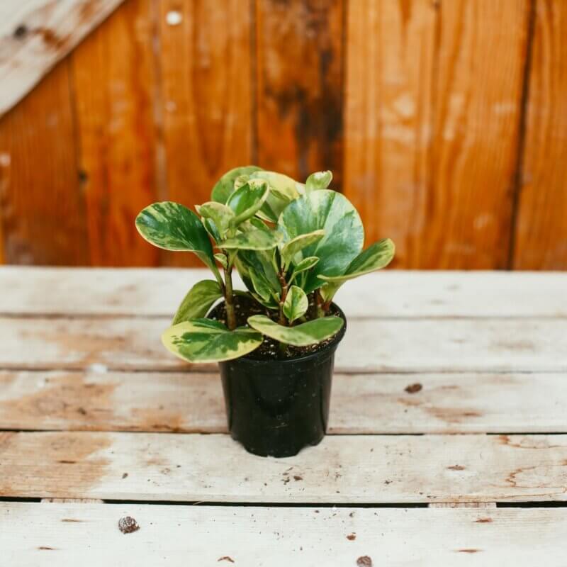 Peperomia, Marble - Campbell's Nursery
