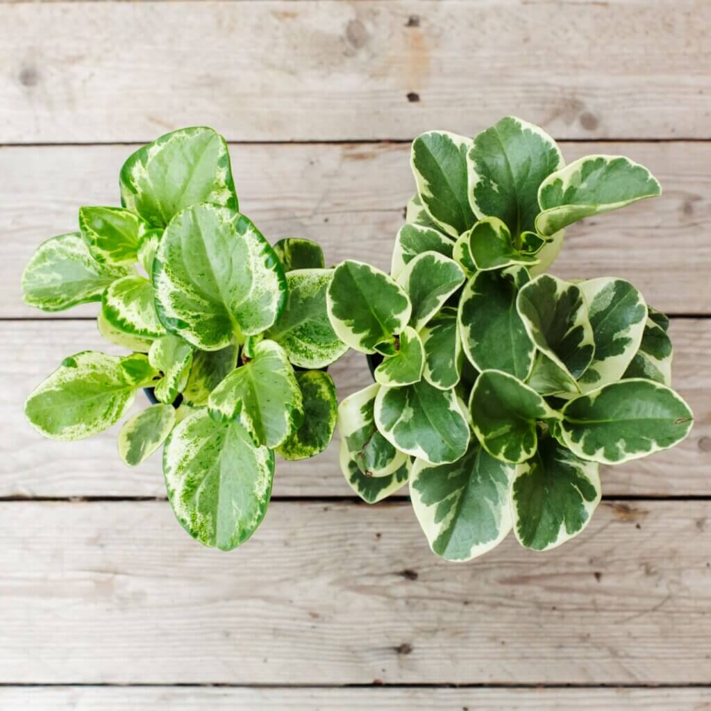 Peperomia, Golden Gate - Campbell's Nursery