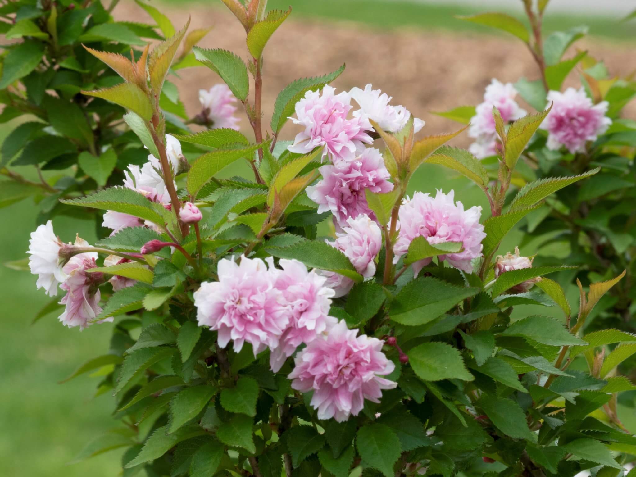 Cherry, Ornamental Zuzu - Campbell's Nursery