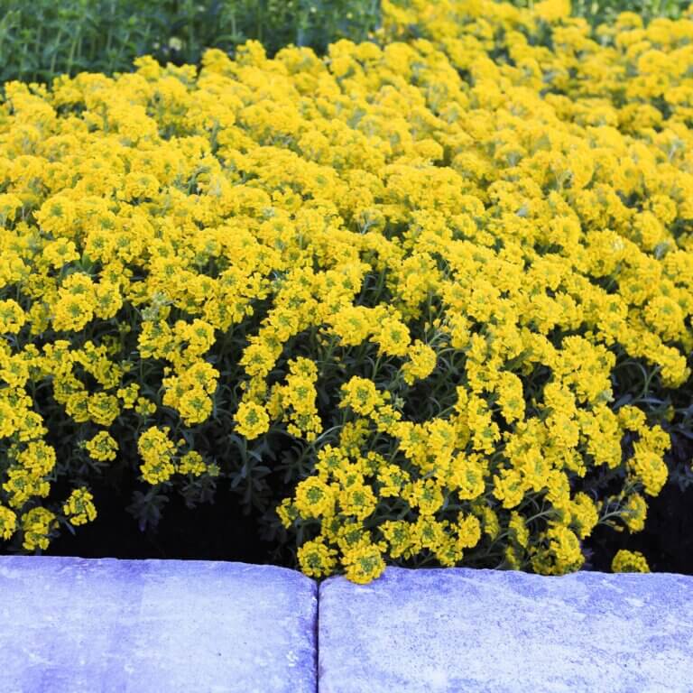 Alyssum, Golden Spring - Campbell's Nursery