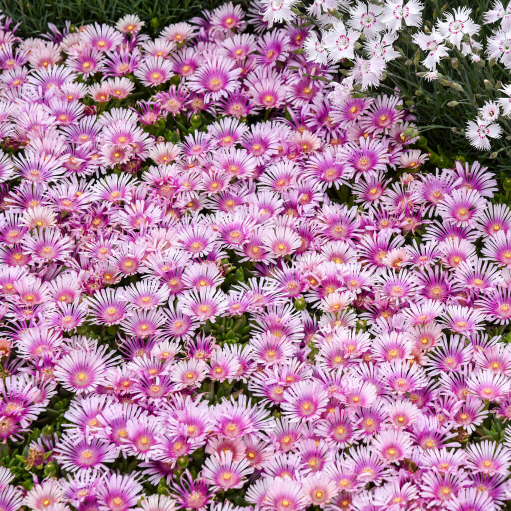 Ice Plant, Pink Radiance - Campbell's Nursery