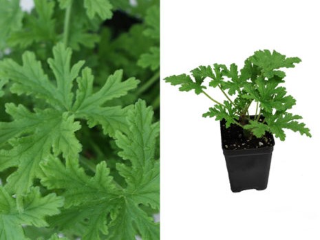 Geranium, Citronella - Campbell's Nursery
