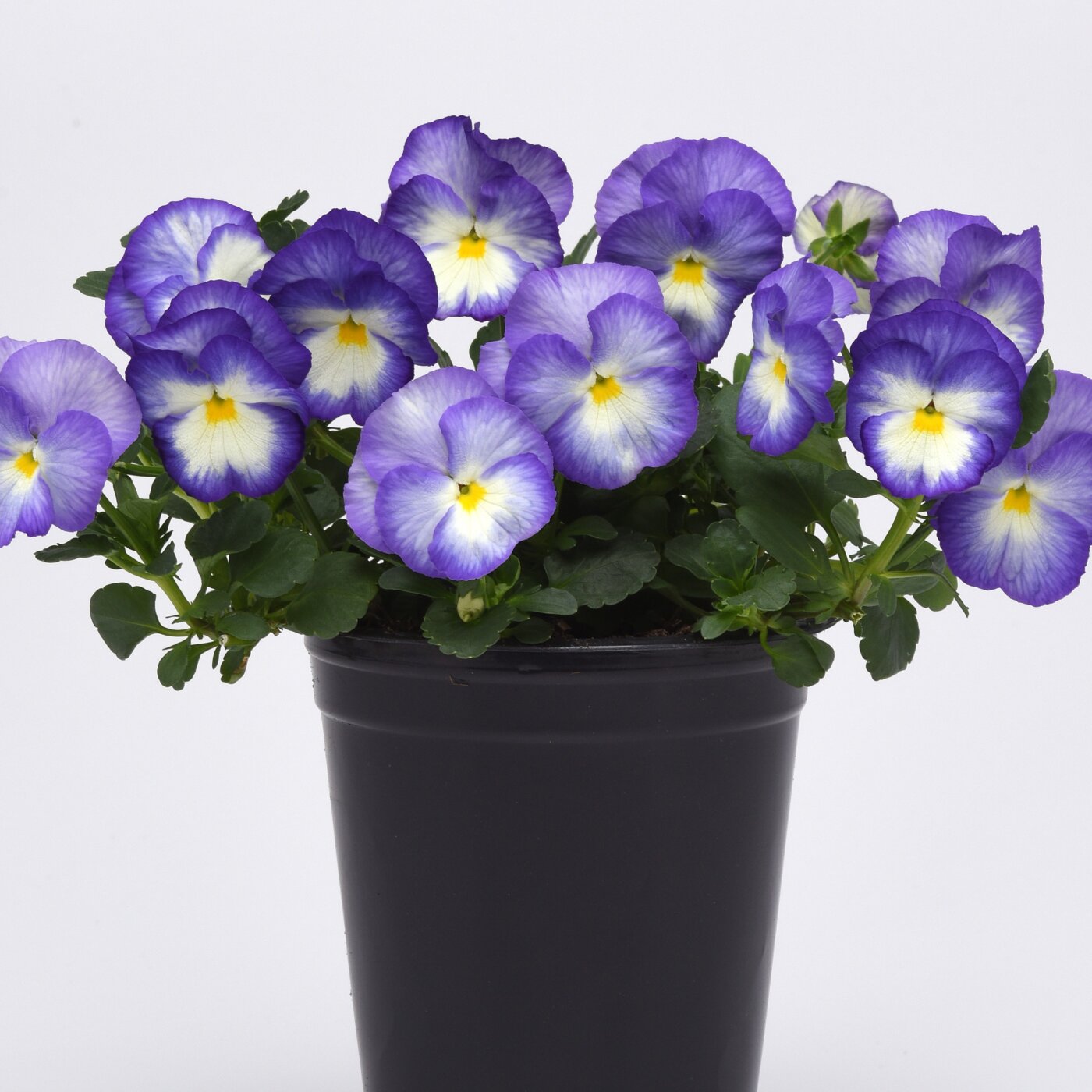 Violet, Halo Lilac - Campbell's Nursery